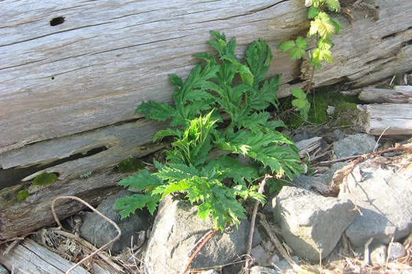 Giant hogweed - Invasive Species Council of British Columbia
