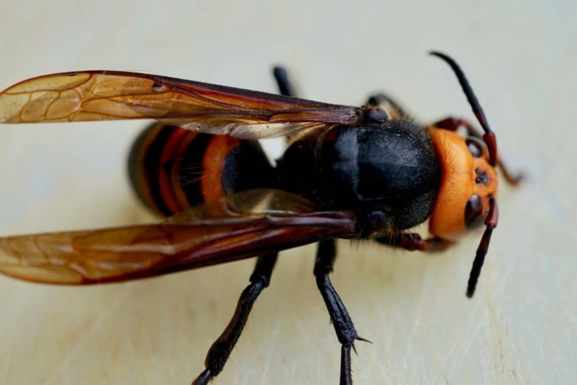 Northern giant hornet - Invasive Species Council of British Columbia