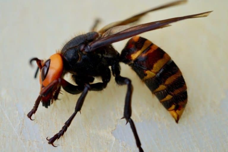 Northern giant hornet - Invasive Species Council of British Columbia