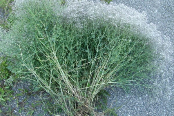 Grow Me Instead Guide - Invasive Species Council of British Columbia