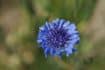 Grow Me Instead Guide - Invasive Species Council of British Columbia