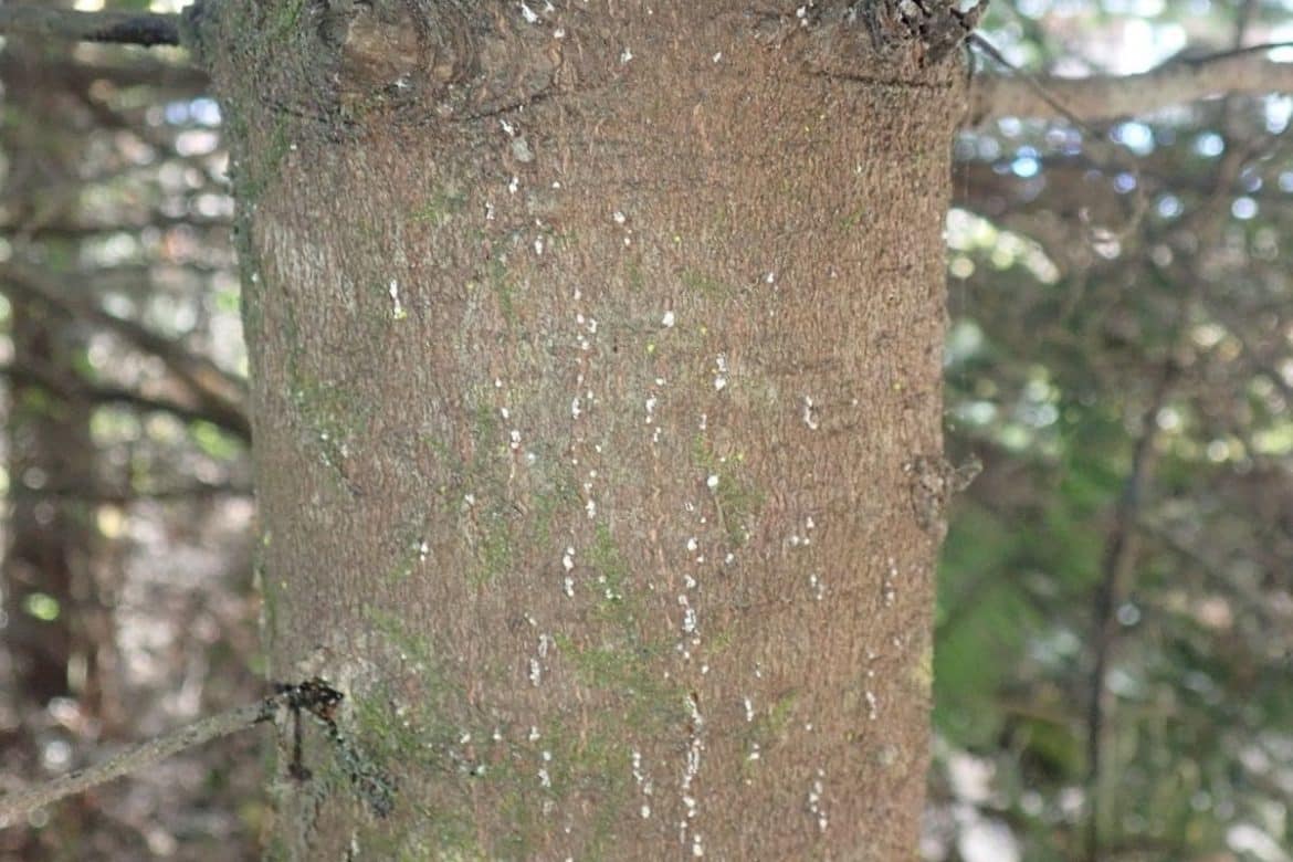 Balsam woolly adelgid - Invasive Species Council of British Columbia
