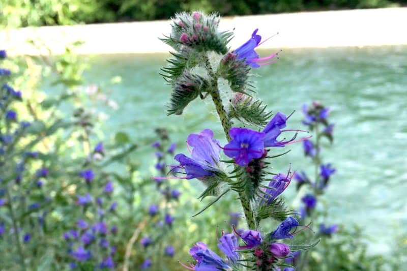 Grow Me Instead - Invasive Species Council of British Columbia
