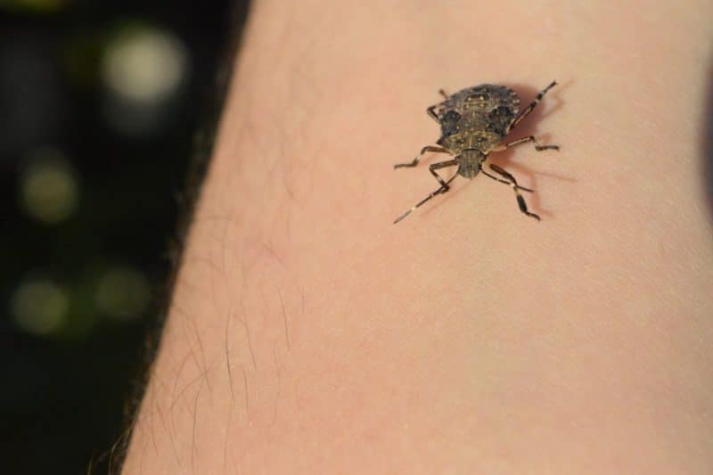 Brown marmorated stink bug - Invasive Species Council of British Columbia