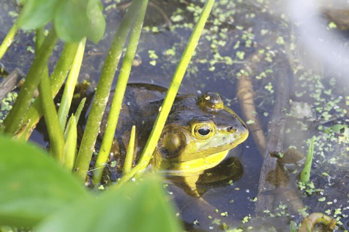 American bullfrog - Invasive Species Council of British Columbia