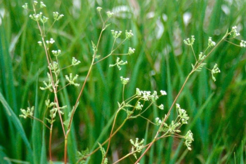 Bur chervil - Invasive Species Council of British Columbia