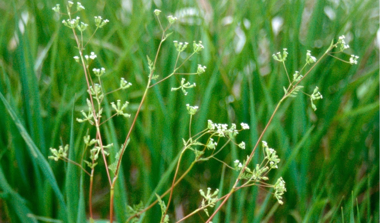 Bur chervil - Invasive Species Council of British Columbia