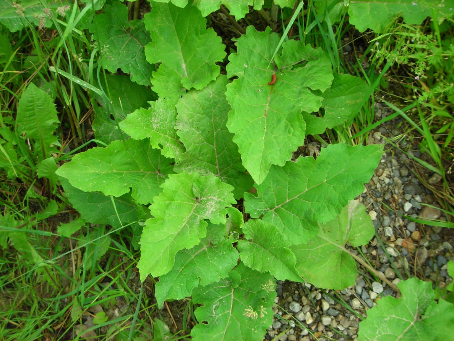 Common burdock - Invasive Species Council of British Columbia