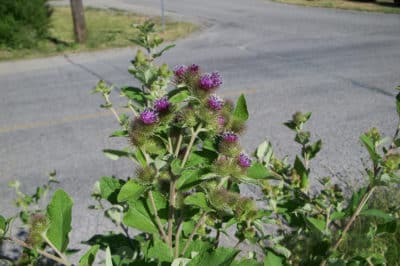Common burdock - Invasive Species Council of British Columbia