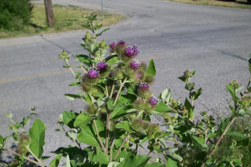 Common burdock - Invasive Species Council of British Columbia