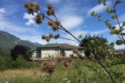 Common burdock - Invasive Species Council of British Columbia