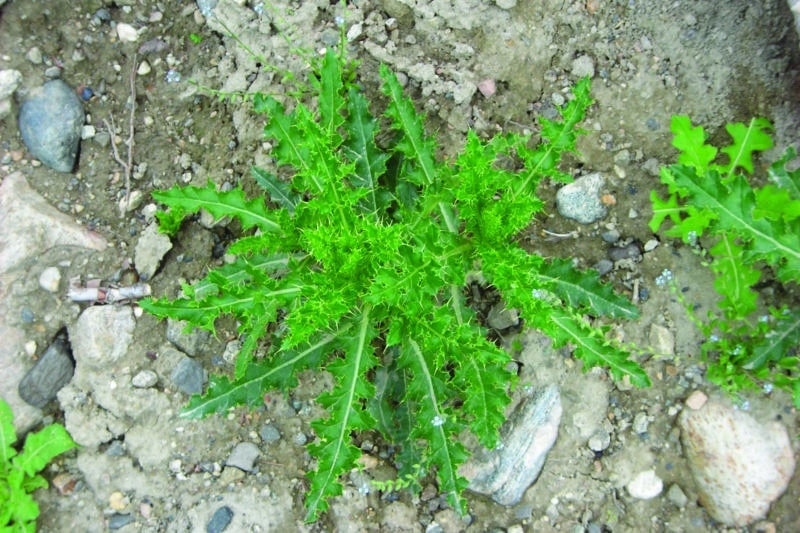 Canada Thistle - Invasive Species Council of British Columbia