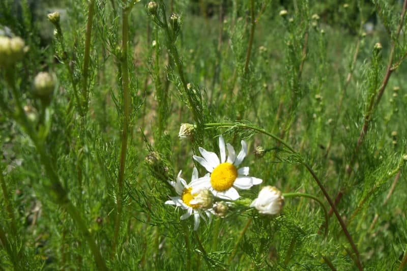 Identify - Invasive Species Council of British Columbia