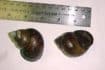 Chinese mystery snail - Invasive Species Council of British Columbia