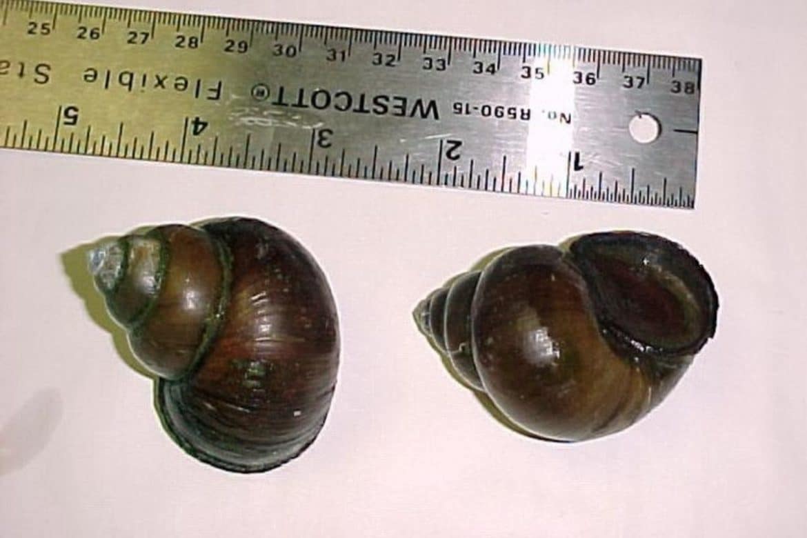 Chinese mystery snail - Invasive Species Council of British Columbia