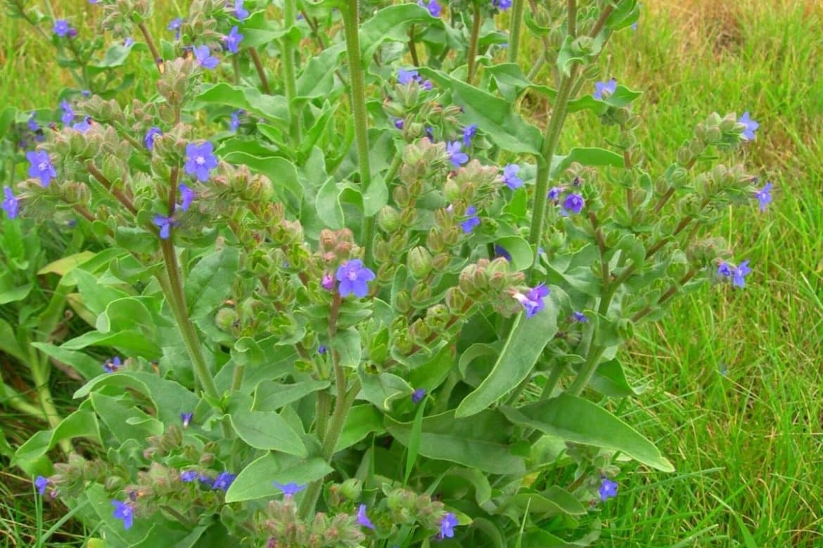 Common bugloss - Invasive Species Council of British Columbia