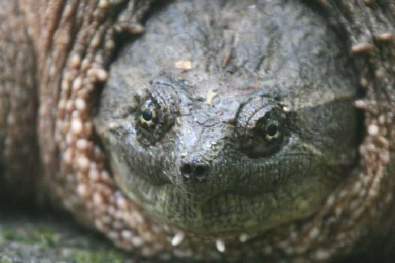 Common snapping turtle - Invasive Species Council of British Columbia
