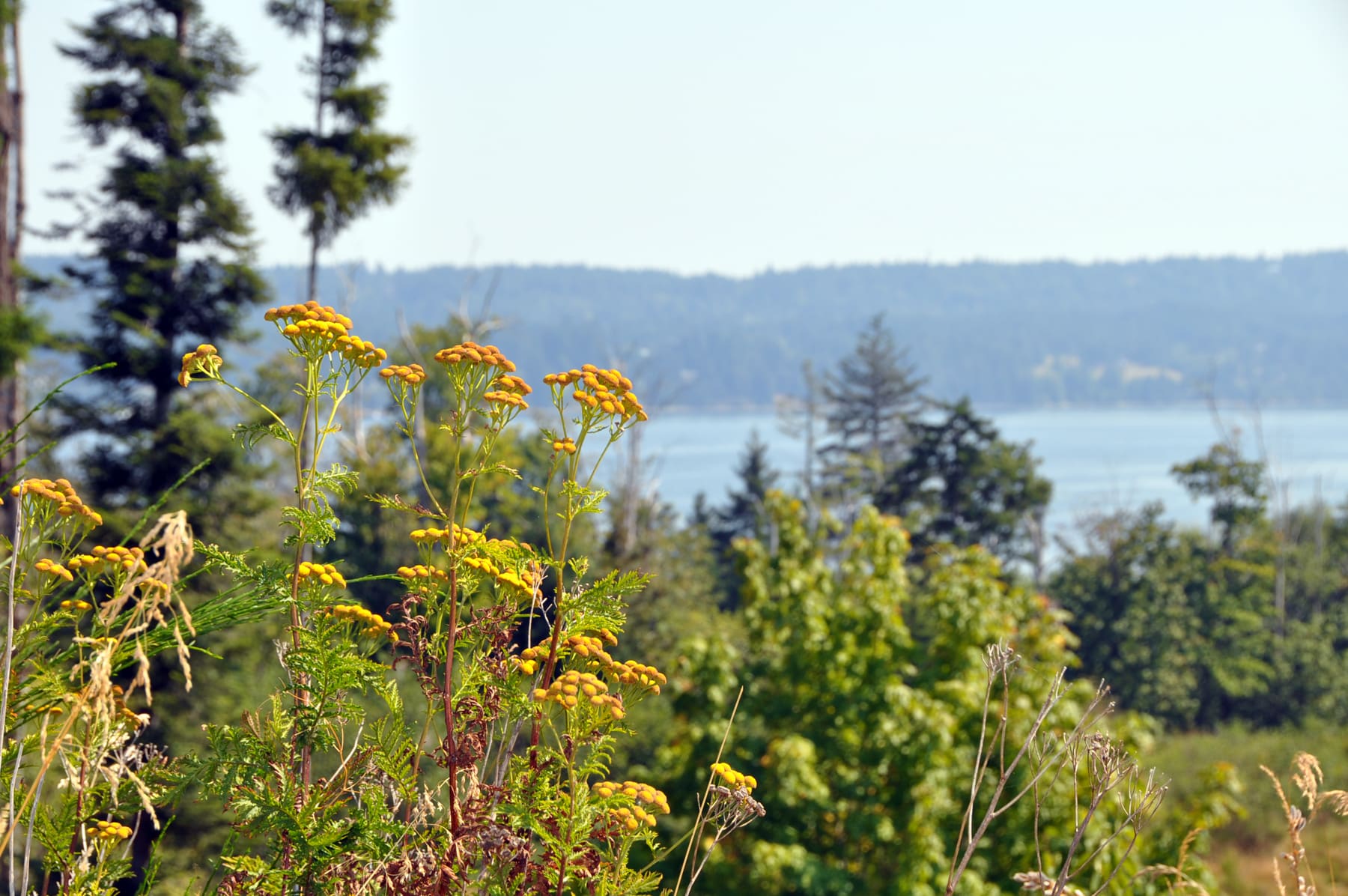 Common tansy - Invasive Species Council of British Columbia