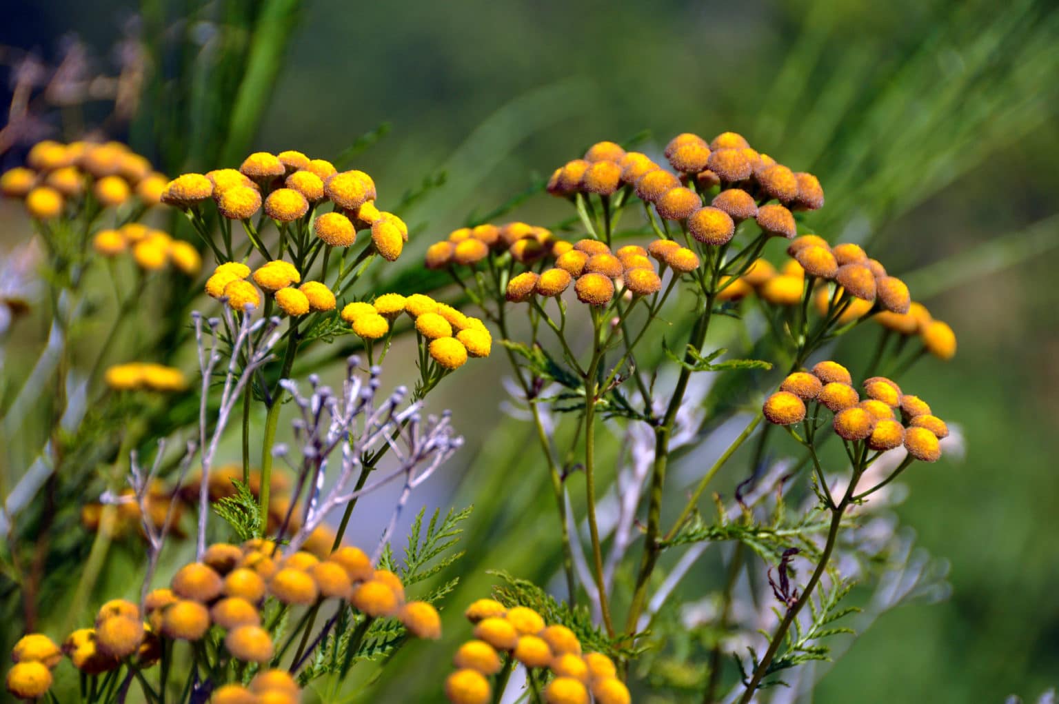 Common tansy - Invasive Species Council of British Columbia