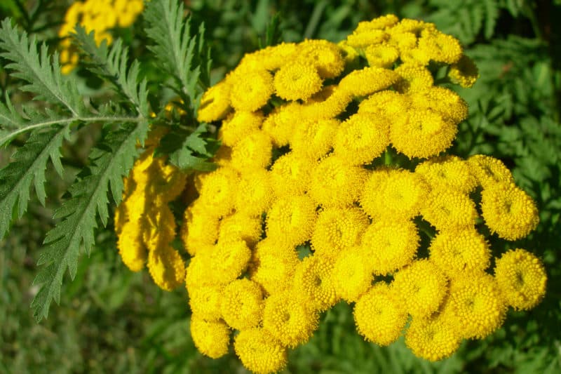 Common tansy - Invasive Species Council of British Columbia