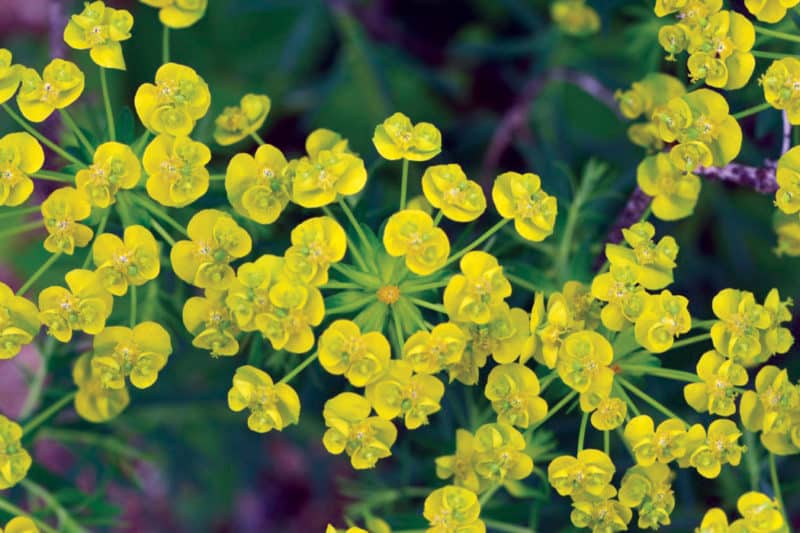 Grow Me Instead - Invasive Species Council of British Columbia