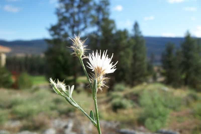 European rabbit - Invasive Species Council of British Columbia