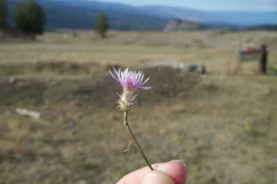 Diffuse knapweed - Invasive Species Council of British Columbia