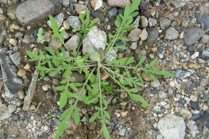 Diffuse knapweed - Invasive Species Council of British Columbia