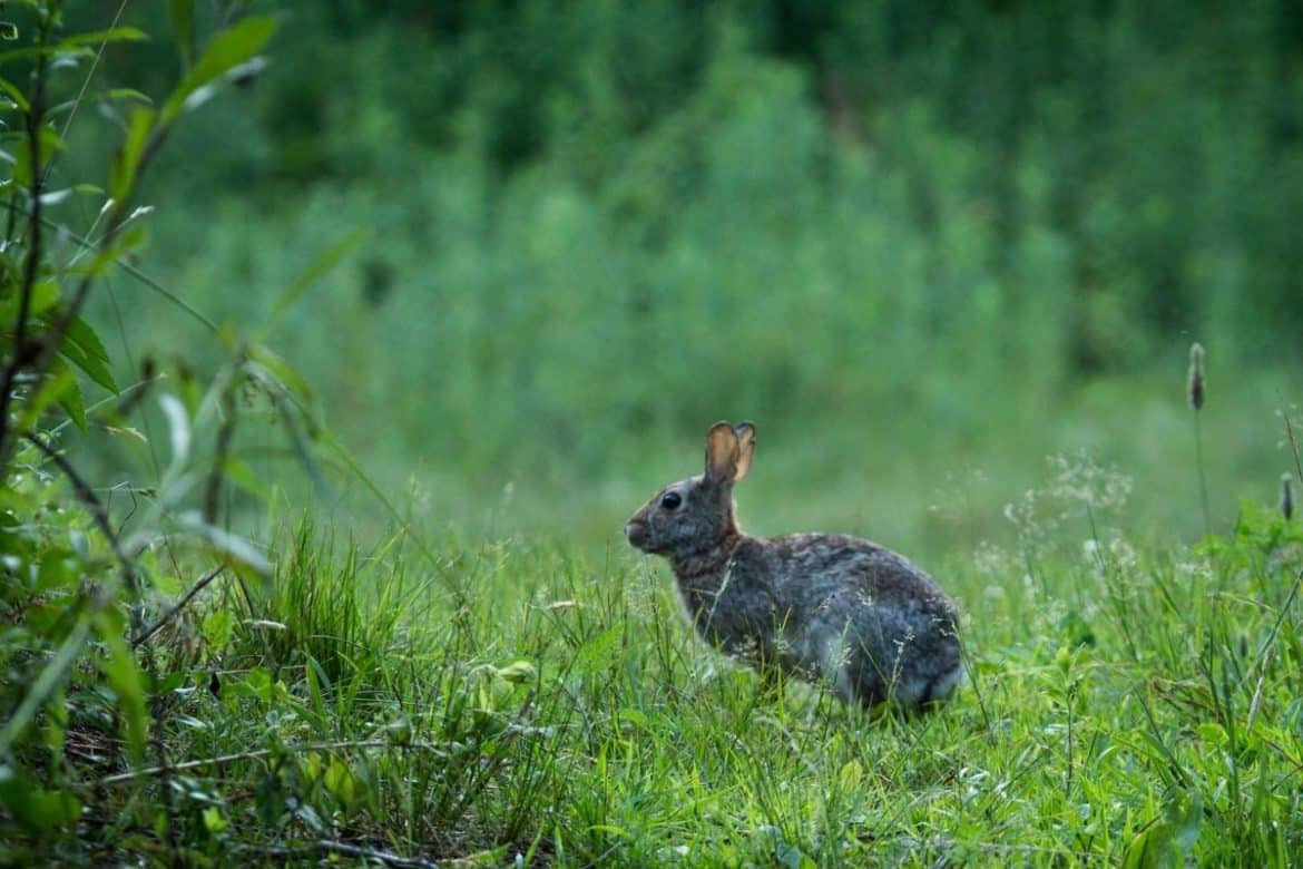 Eastern cottontail rabbit - Invasive Species Council of British Columbia
