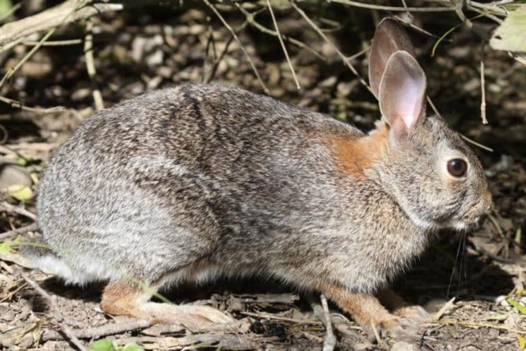 Eastern cottontail rabbit - Invasive Species Council of British Columbia
