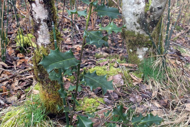 English holly - Invasive Species Council of British Columbia
