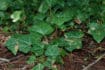 English ivy - Invasive Species Council of British Columbia