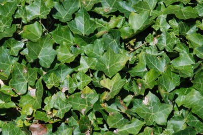 English ivy - Invasive Species Council of British Columbia