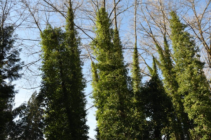 English ivy - Invasive Species Council of British Columbia