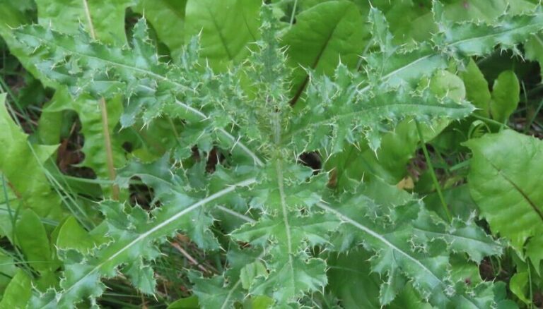 Canada thistle - Invasive Species Council of British Columbia