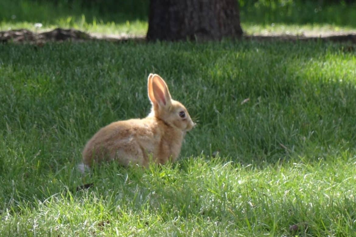 European rabbit - Invasive Species Council of British Columbia