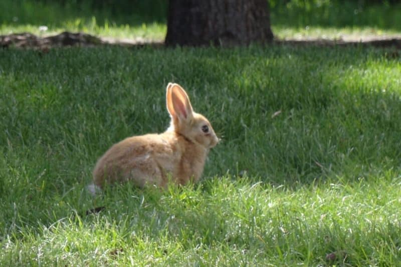 European rabbit - Invasive Species Council of British Columbia