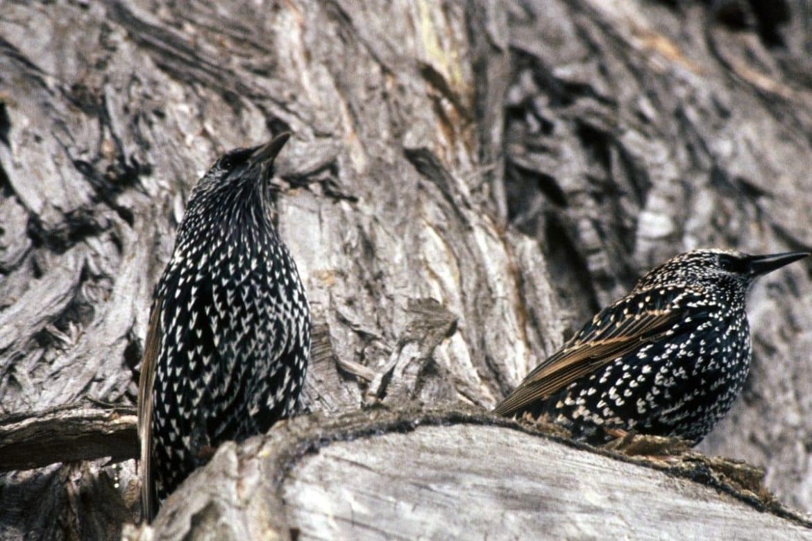 European starling - Invasive Species Council of British Columbia