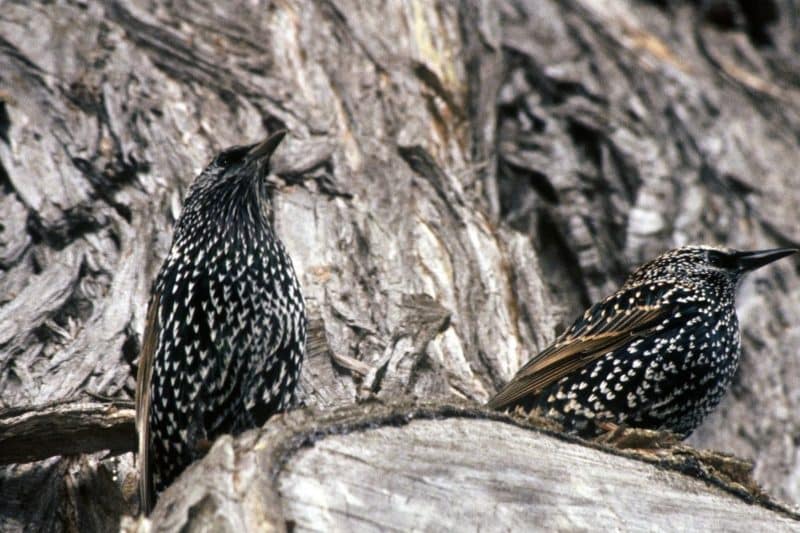 European starling - Invasive Species Council of British Columbia