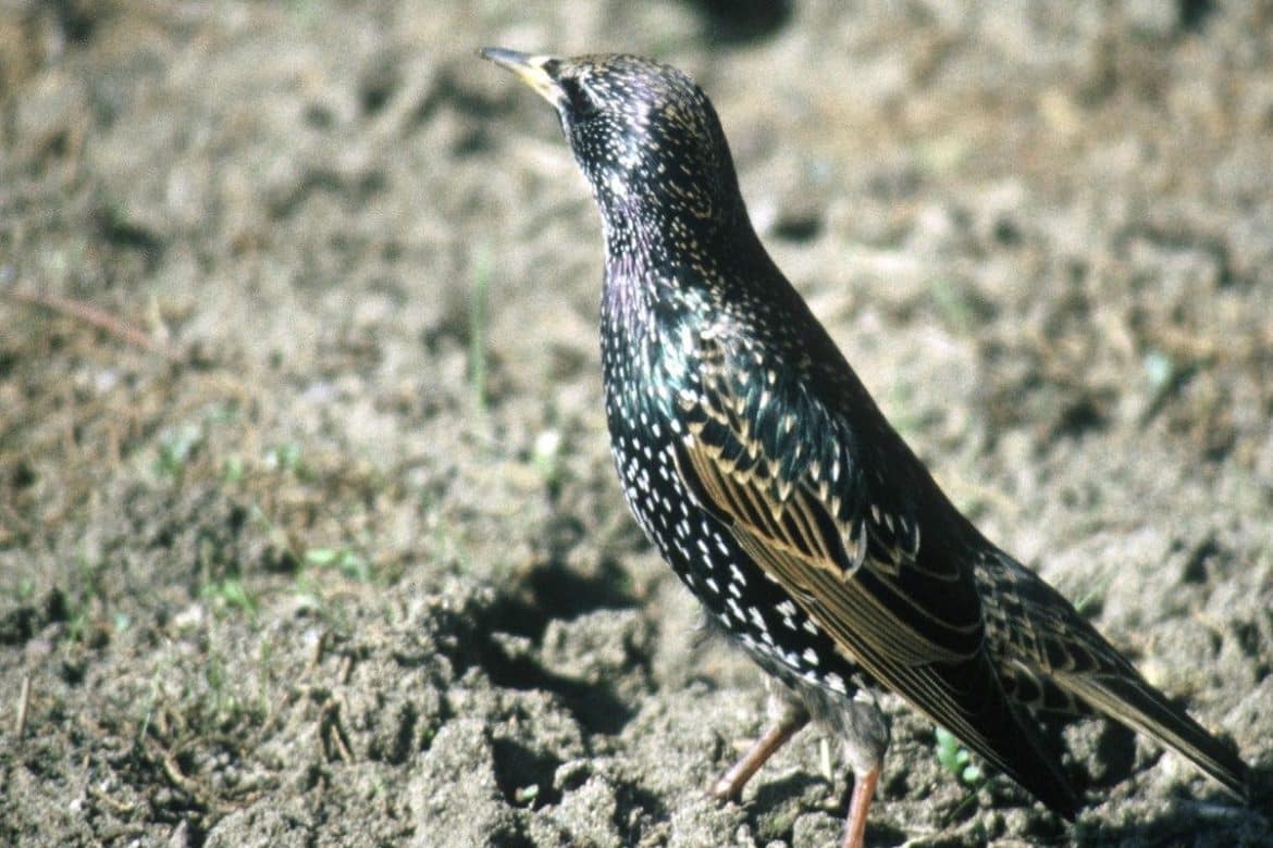 European starling - Invasive Species Council of British Columbia