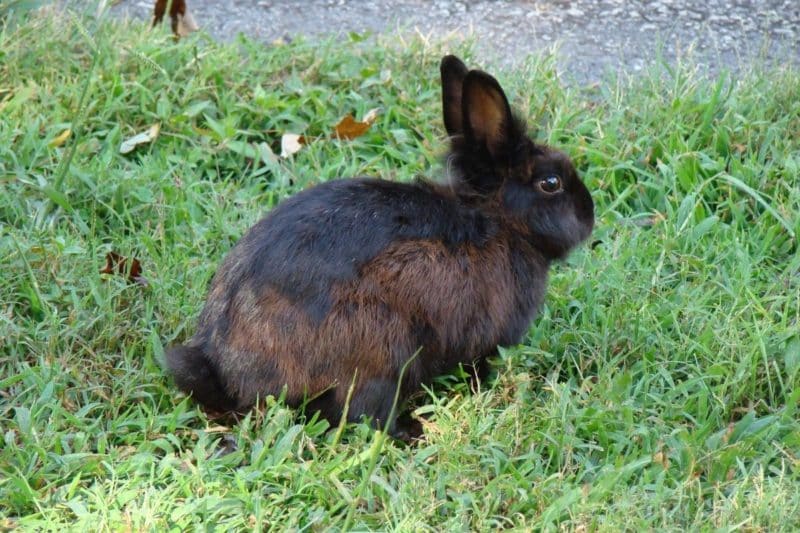 European rabbit - Invasive Species Council of British Columbia