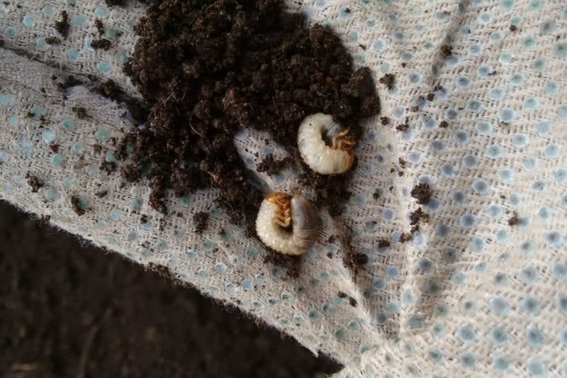 European chafer beetle - Invasive Species Council of British Columbia