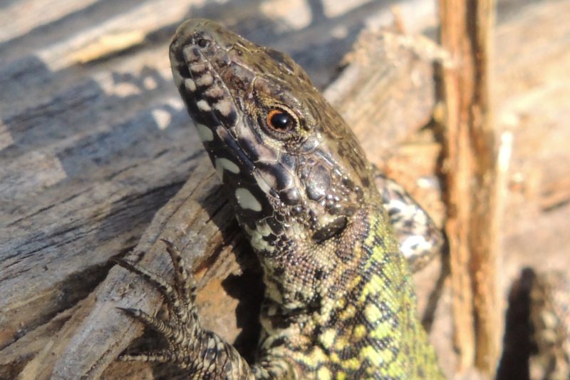 European wall lizard - Invasive Species Council of British Columbia