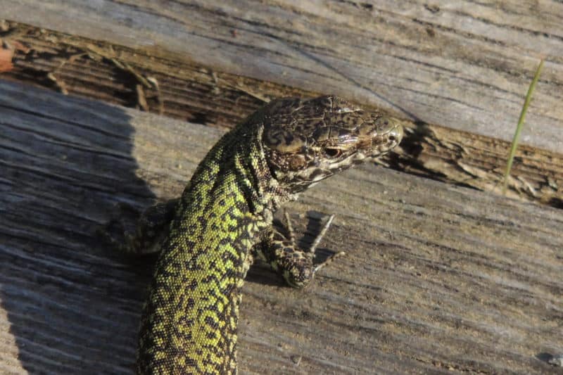 European wall lizard - Invasive Species Council of British Columbia