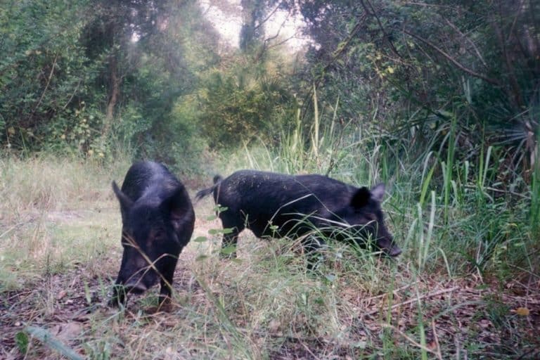 Feral pig - Invasive Species Council of British Columbia
