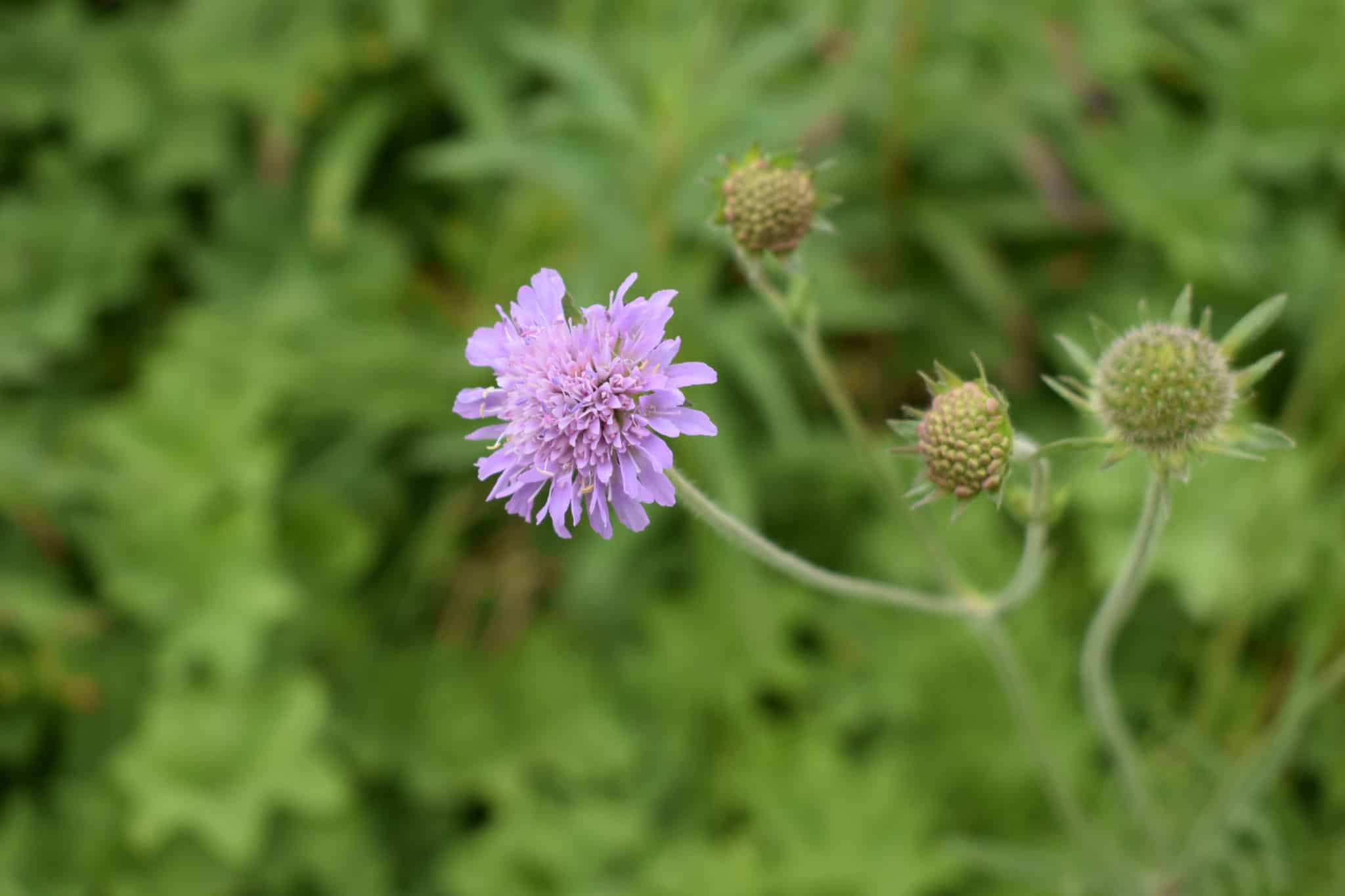 Field scabious - Invasive Species Council of British Columbia