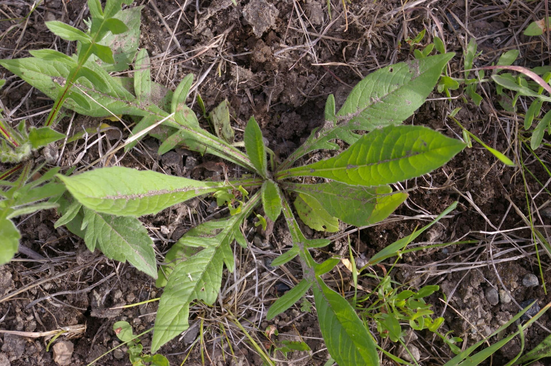 Field scabious - Invasive Species Council of British Columbia