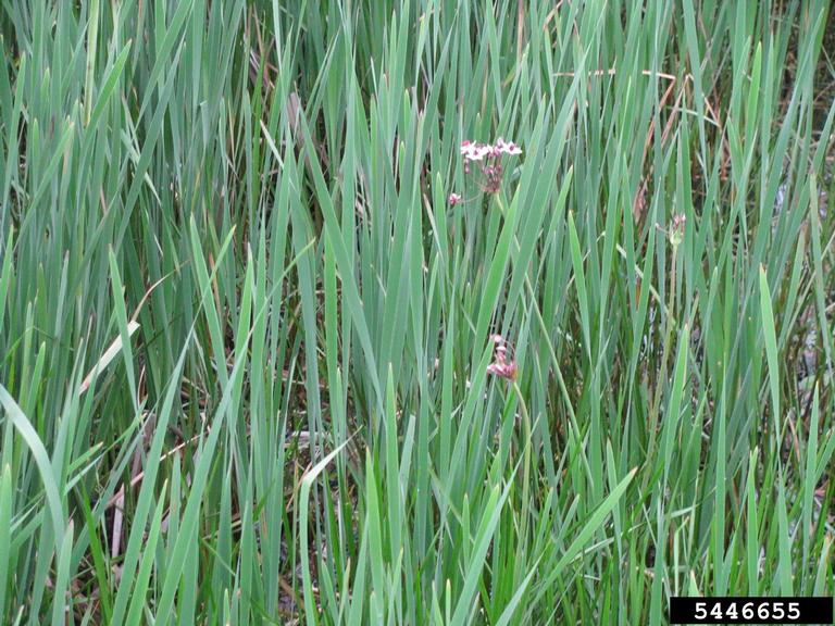 Flowering rush - Invasive Species Council of British Columbia