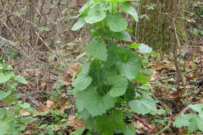 Garlic mustard - Invasive Species Council of British Columbia