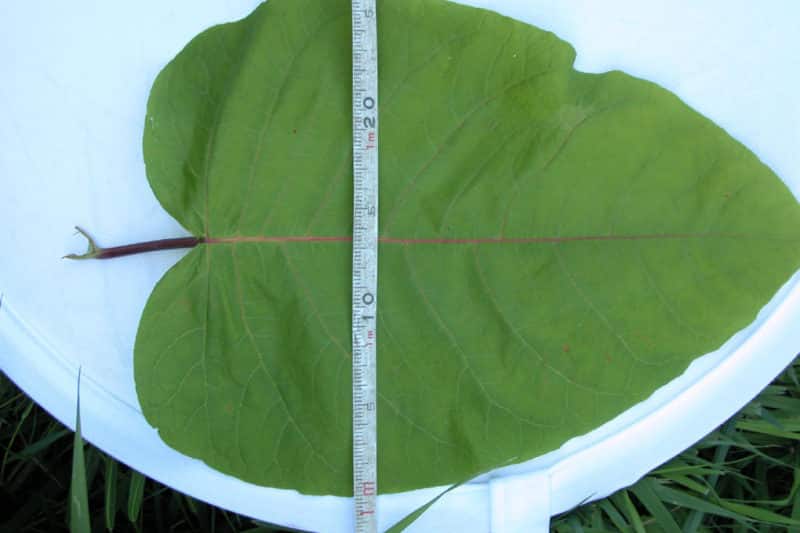 Grow Me Instead - Invasive Species Council of British Columbia